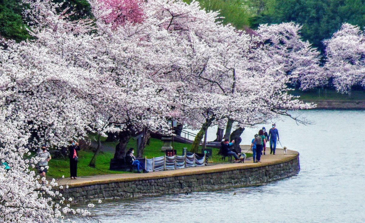 U.S. and Japan Friendship Celebrated with Cherry Tree Planting - The ...