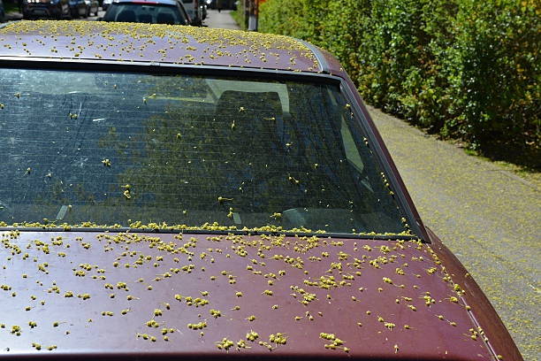 Researchers: Climate Change Can Extend Pollen Season - The Washington ...