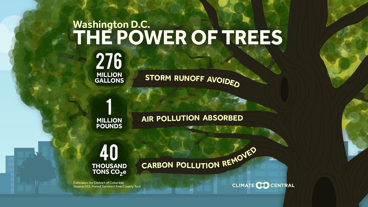 D.C.'s Trees Prevent Over 270 Million Gallons of Stormwater Runoff ...