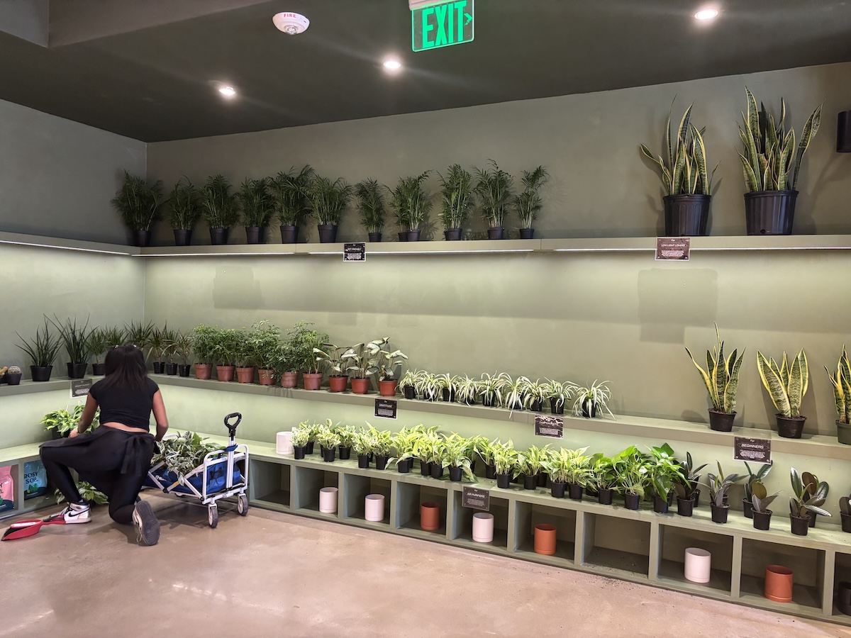 Grounded plant shop opens in Southeast D.C. for wellness - The ...